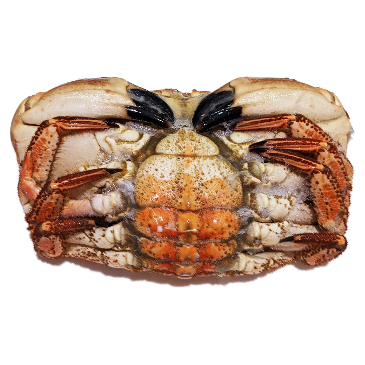 Oops! JavaScript is disabled