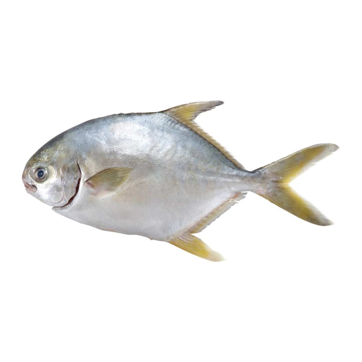 Oops! JavaScript is disabled