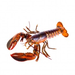 Live Canner Lobster